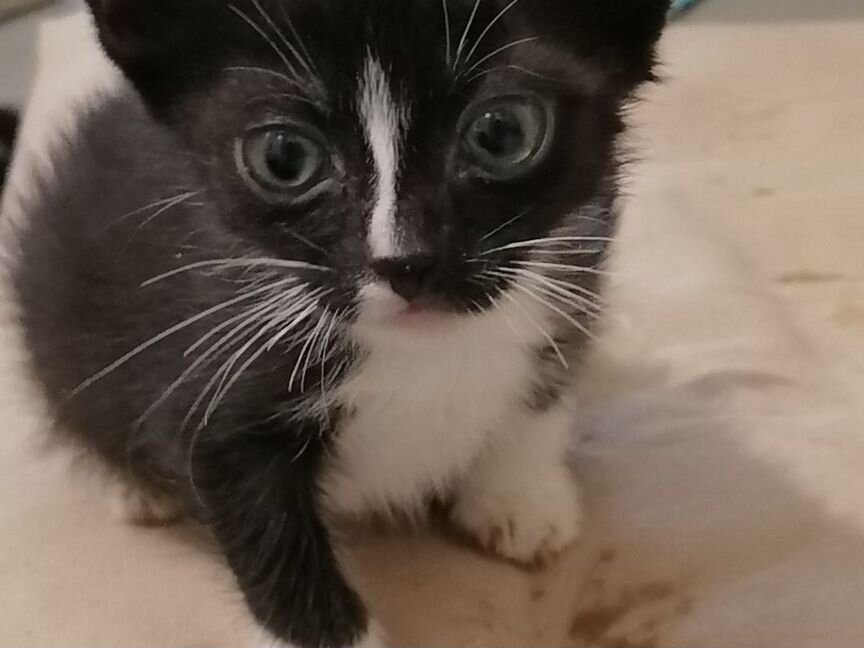 Котенок