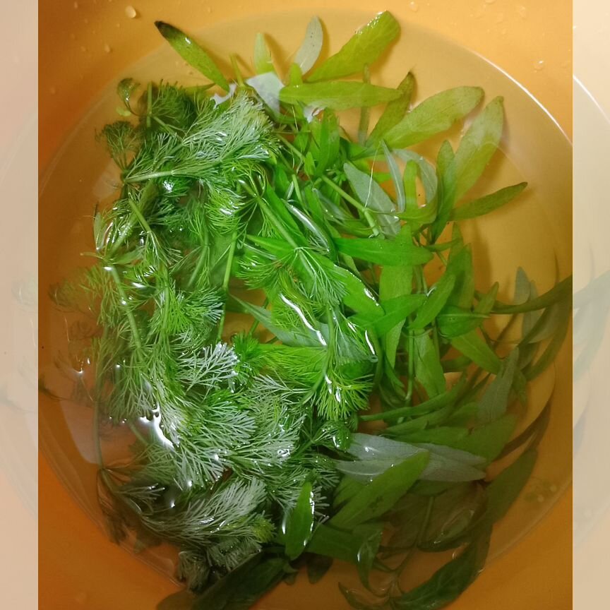 Аквариумная прополка