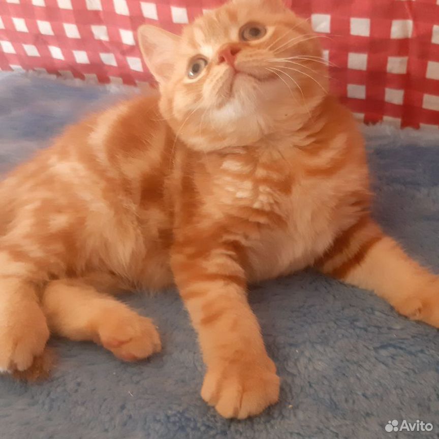 Шотландские рыжики