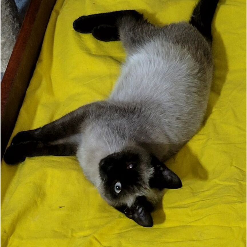 Взрослый кот в добрые руки