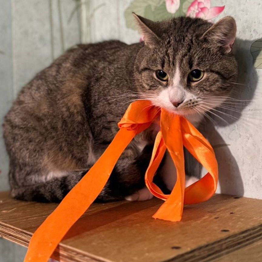 Взрослый кот в добрые руки