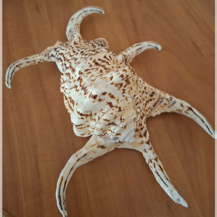 Ракушка морская большая белая