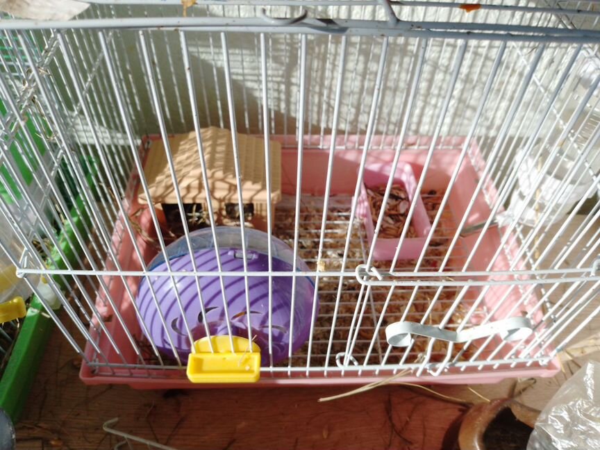 Клетка для грызунов бу