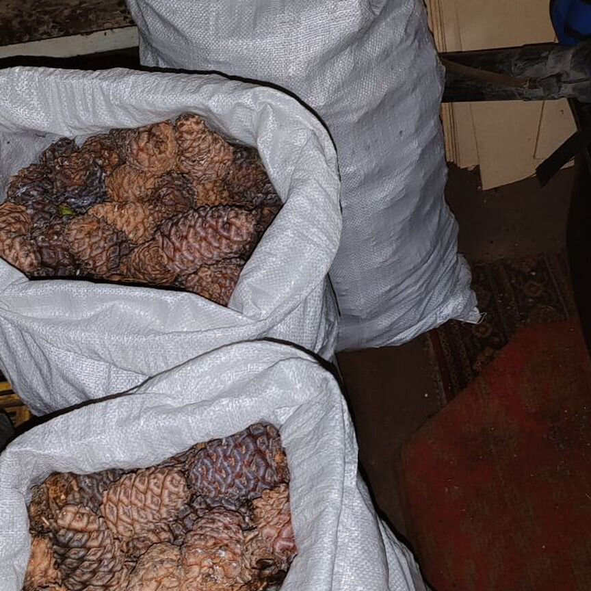 Корм для белок, кедровые шишки мешками