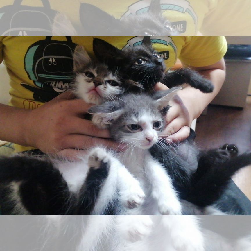 Котята в добрые руки