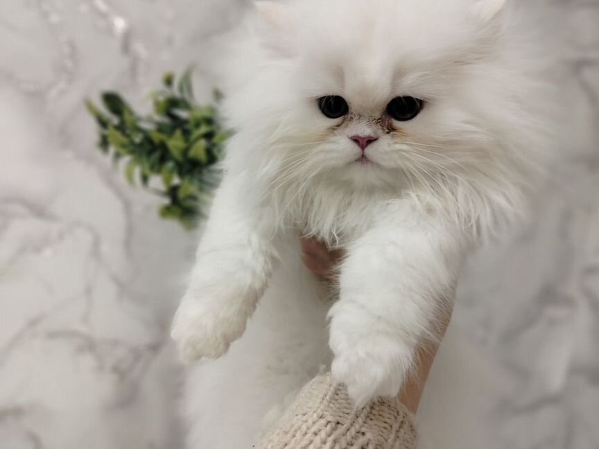 Персидский зефирчик