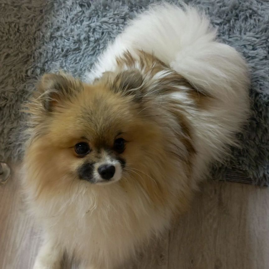 Померанский шпиц, щенок