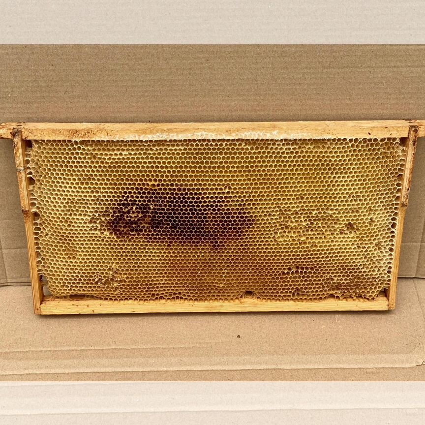 Рамки с сушью