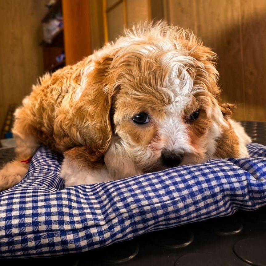 Кавапу, щенок