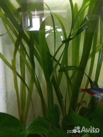 Валиснерия гигантская