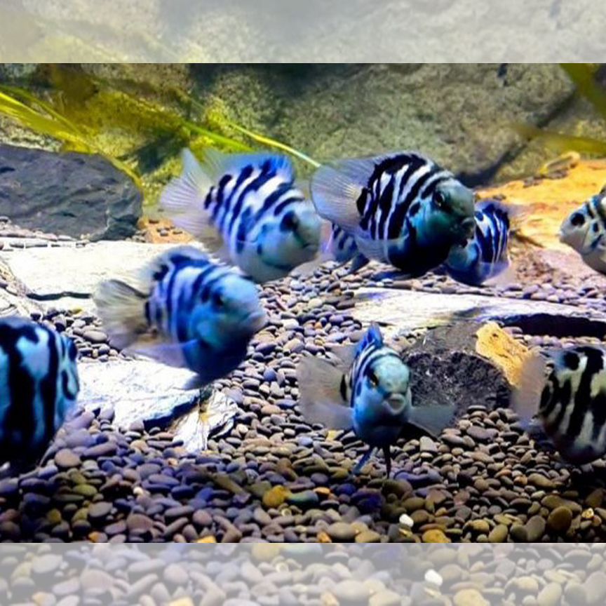 Попугай сапфировый меняю на растения