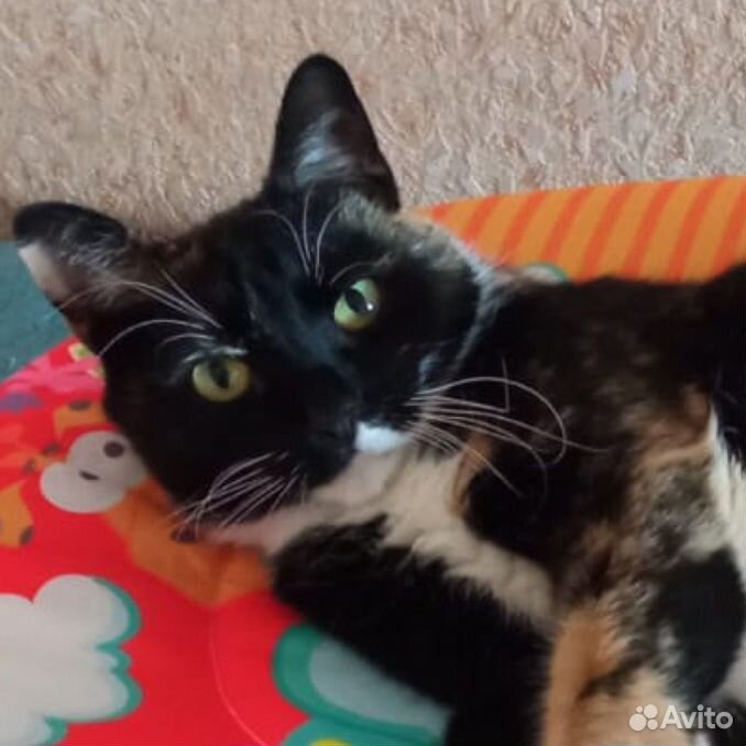 Кошке негде жить