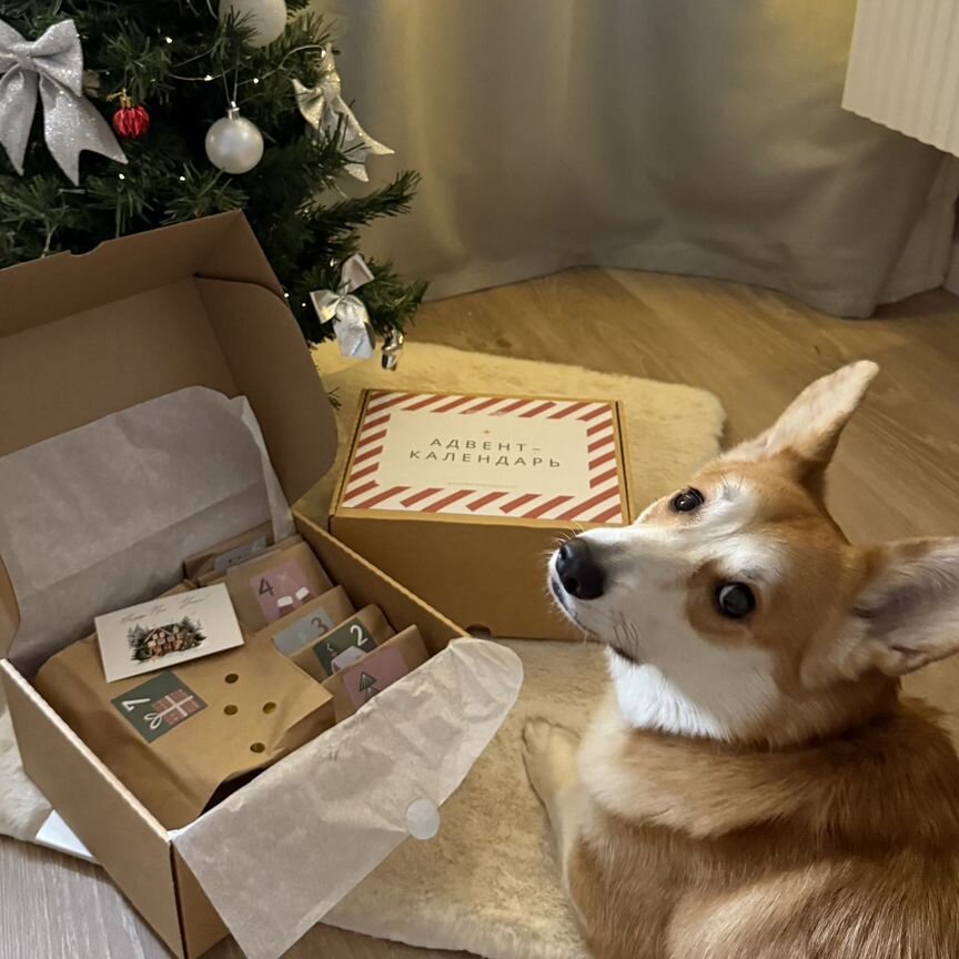Адвент календарь для собак