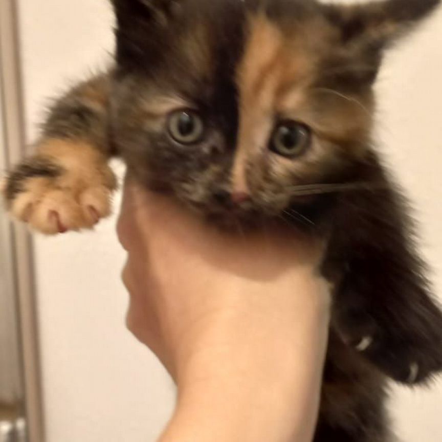 Котенок (девочка) 1,5 мес