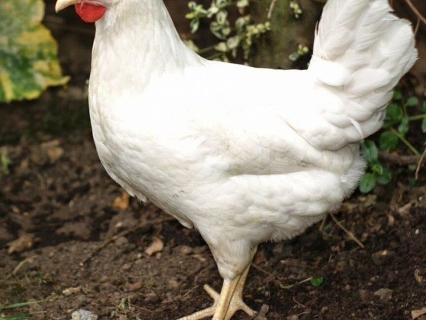 Куры несушки