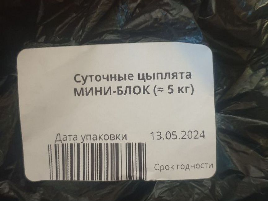 Цыплята суточные