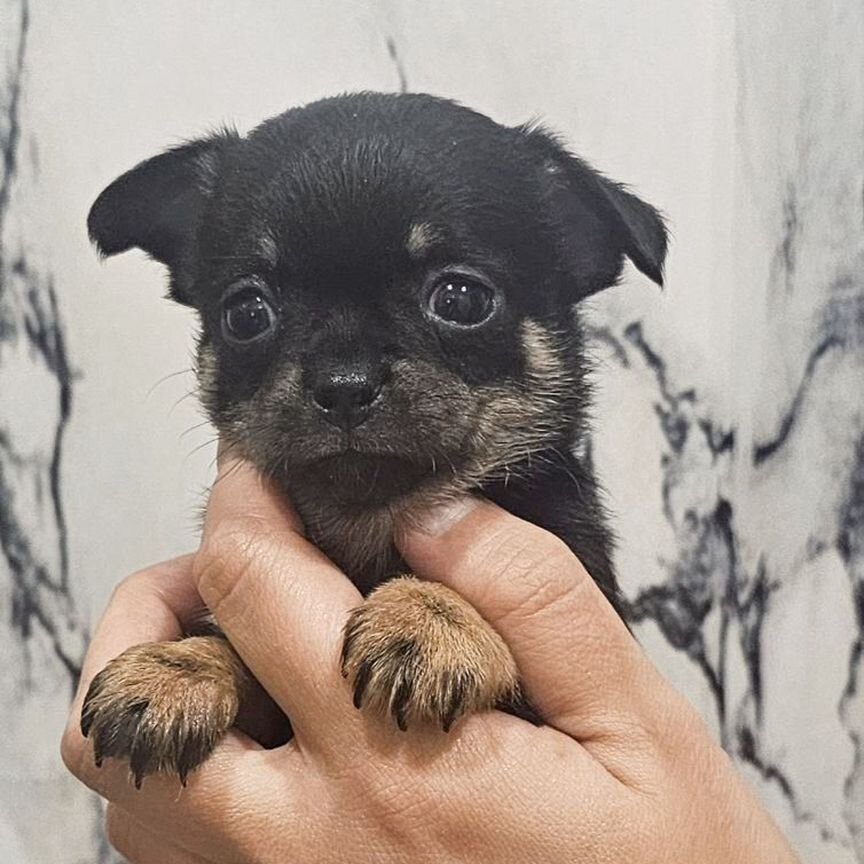 Малыши чихуахуа продаются