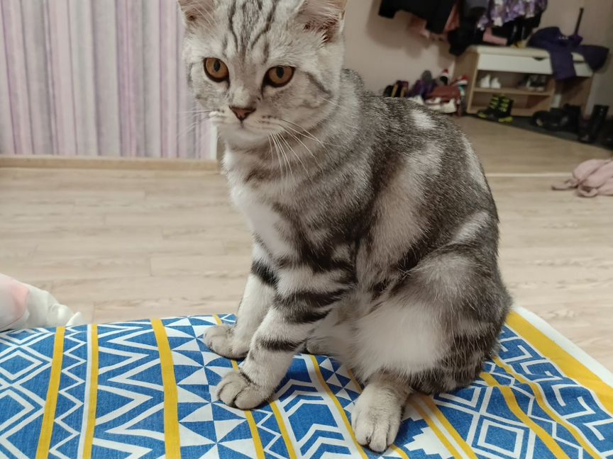 Кошка