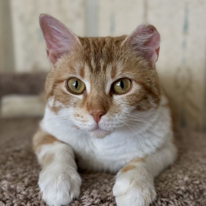 Кошка Фиона ищет дом