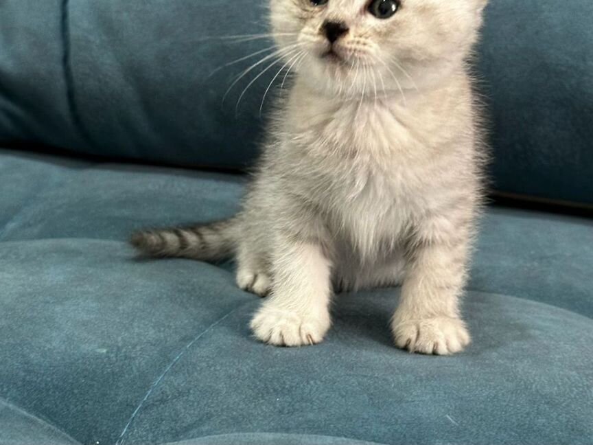 Котенок мальчик в добрые руки