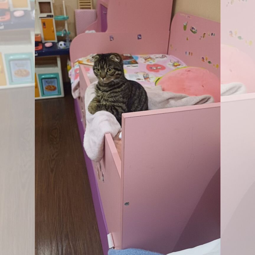 Шотландская вислоухая короткошёрстная кошка, взрослая