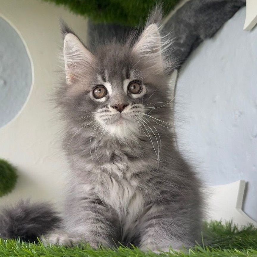 Мейн-кун котёнок