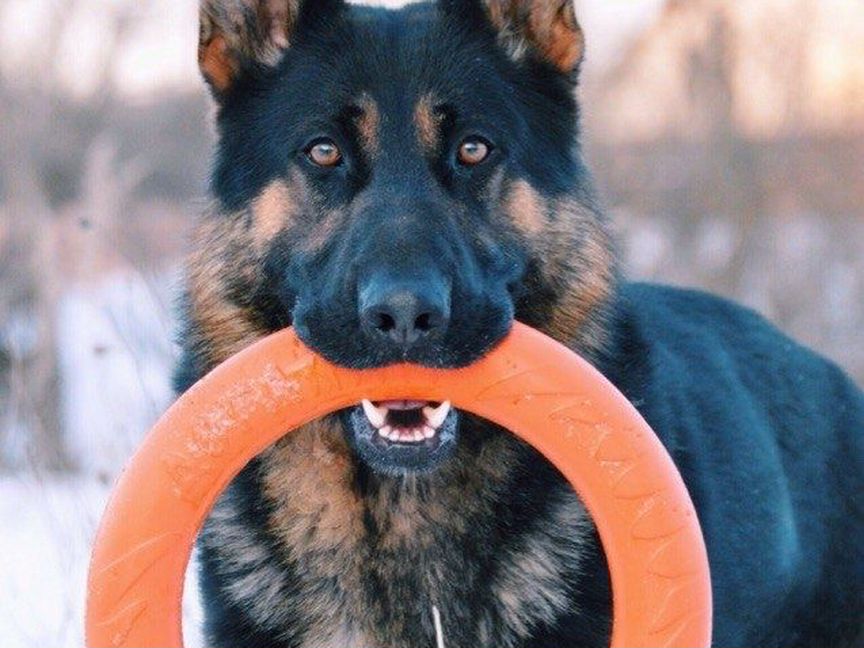 Красивые,умные Щенки дрессированной немецкой овчар