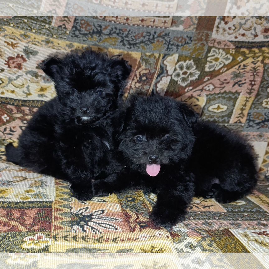 Метис мальтипу