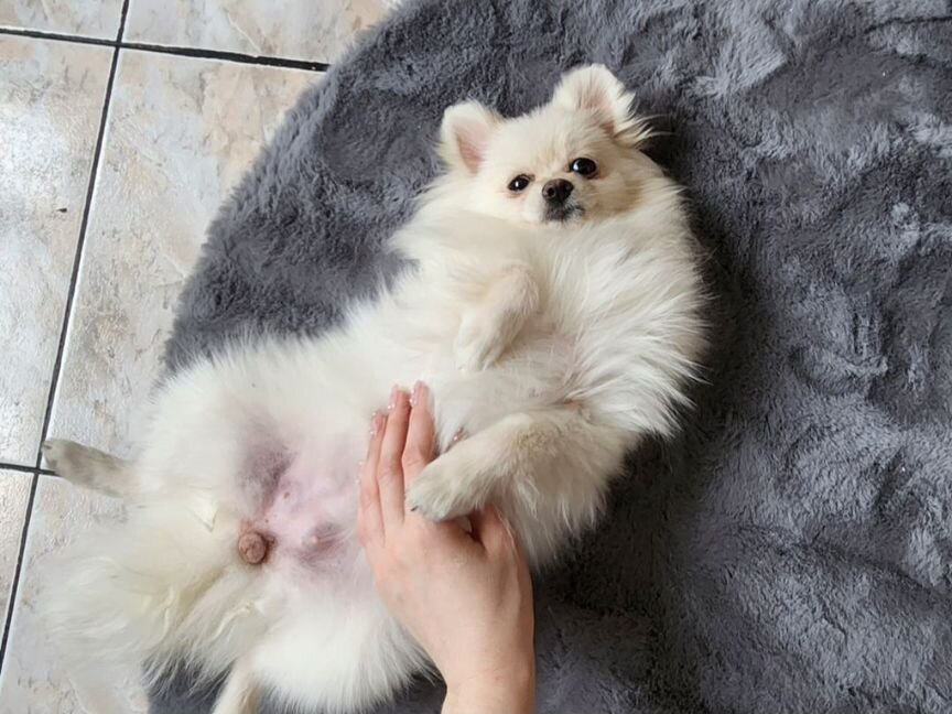 Щенки померанского шпица