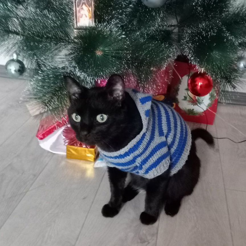 Свитер для котика или собачки