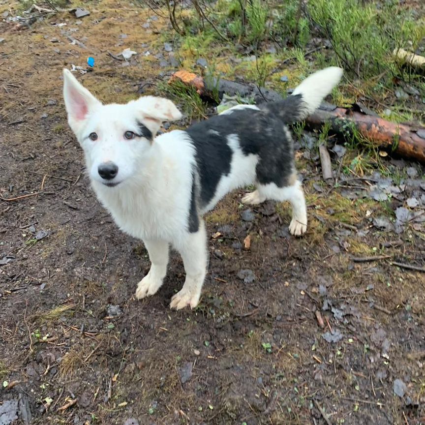 Отдам щенков в добрые руки бесплатно
