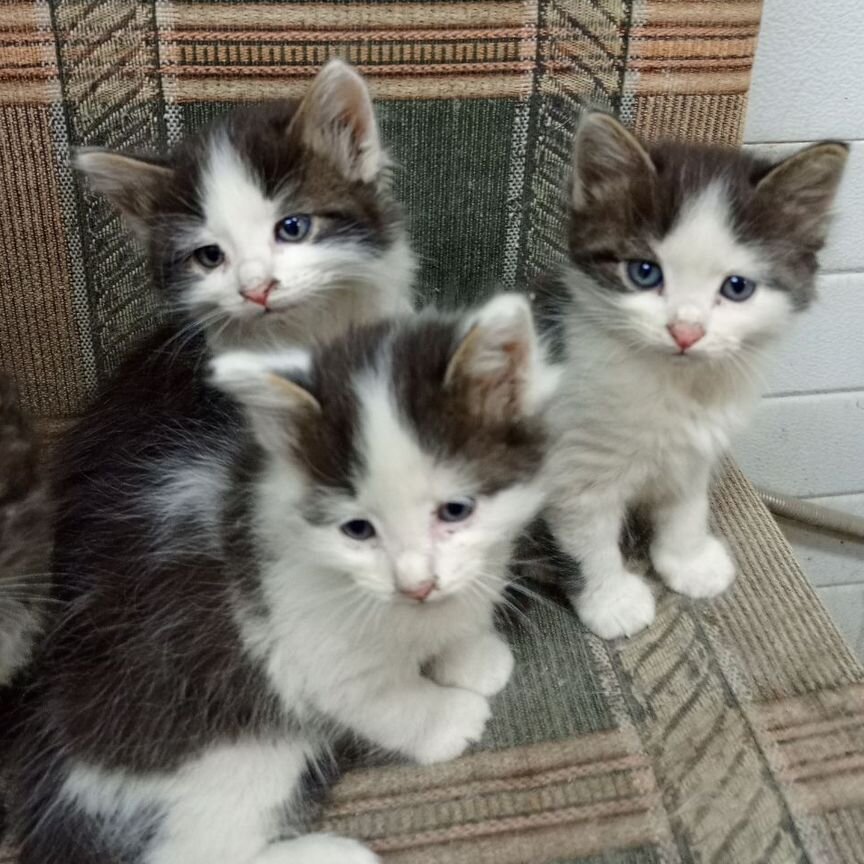Котята в добрые руки мальчики 1,5 месяца
