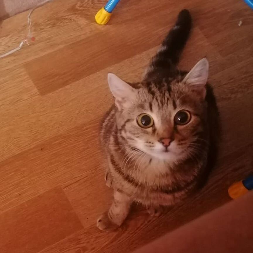 Взрослый кот в добрые руки