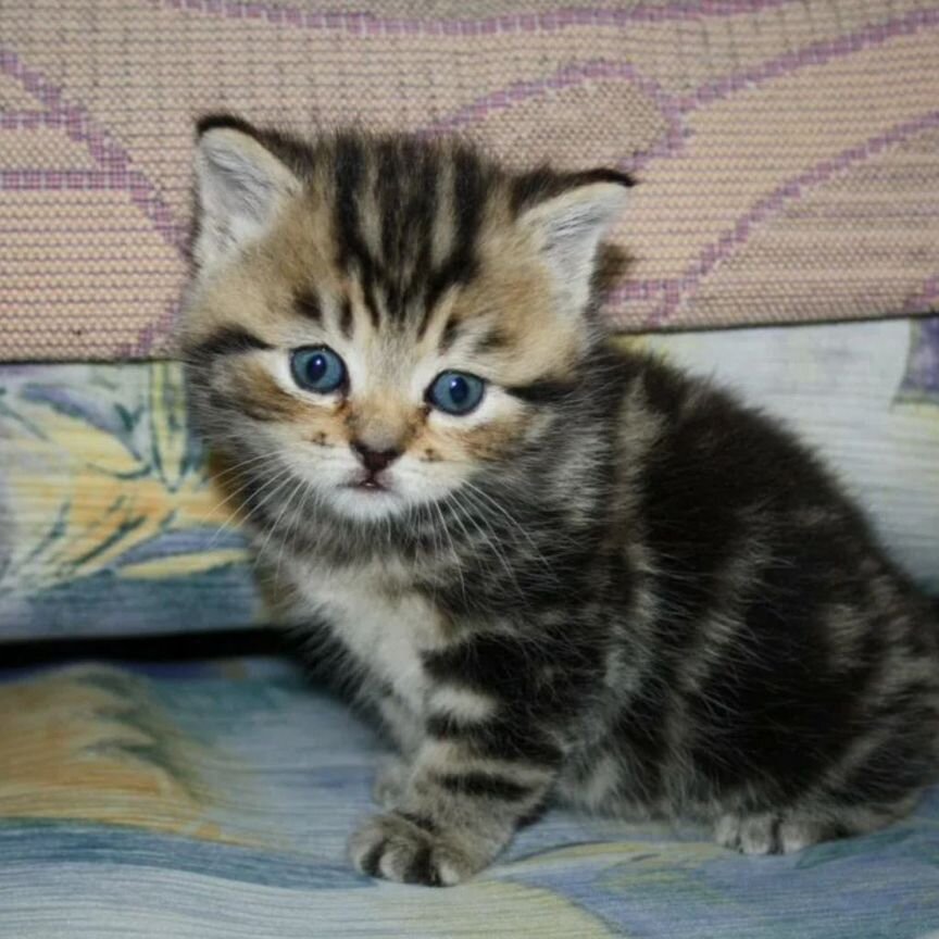 Шотландские котята