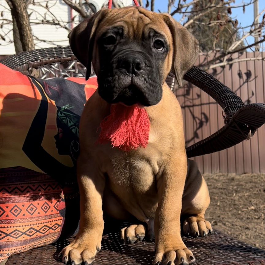 Бульмастиф, щенок