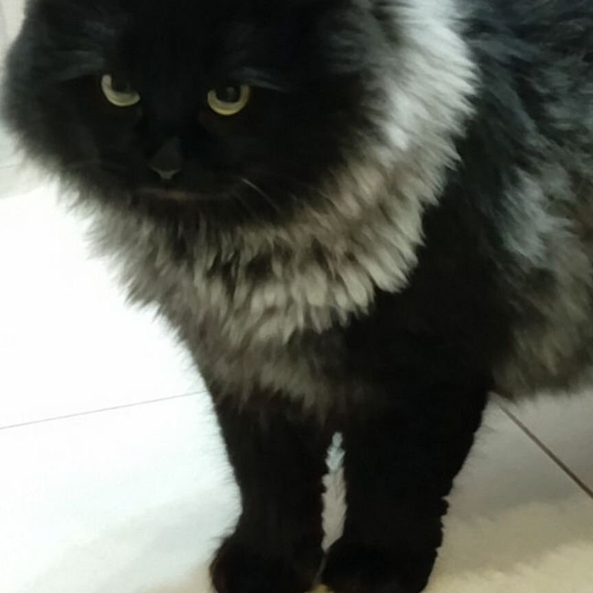 Кот ищет хозяев