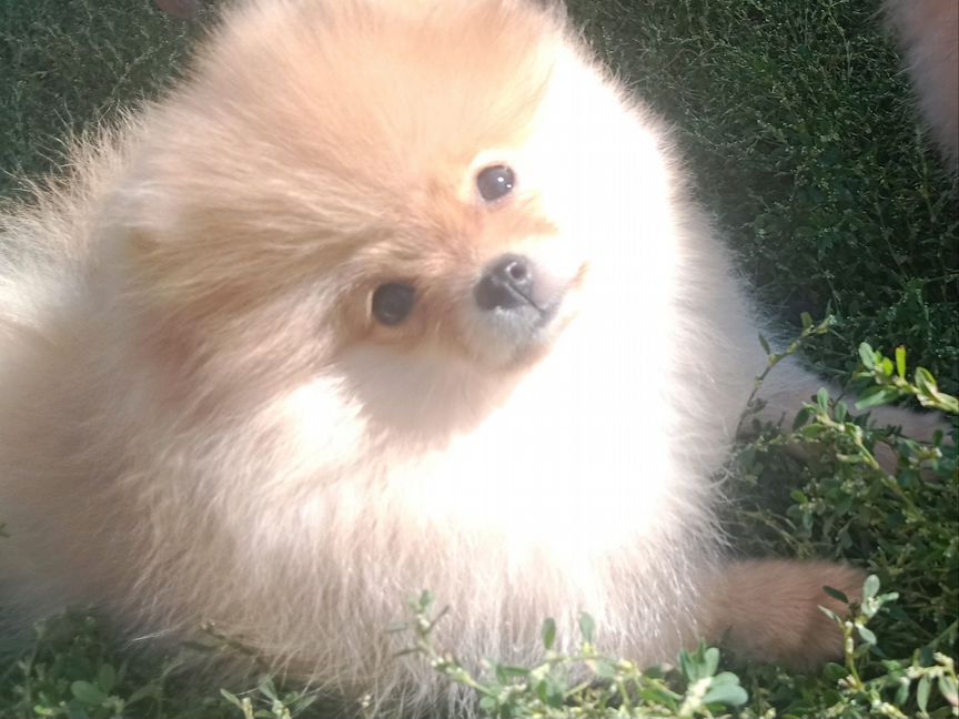 Щенки померанского шпица