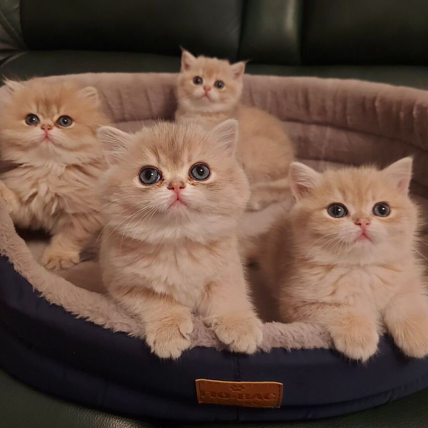 Котята золотистая (серебряная) шиншилла