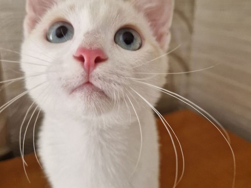 Котенок Кефир ищет семью