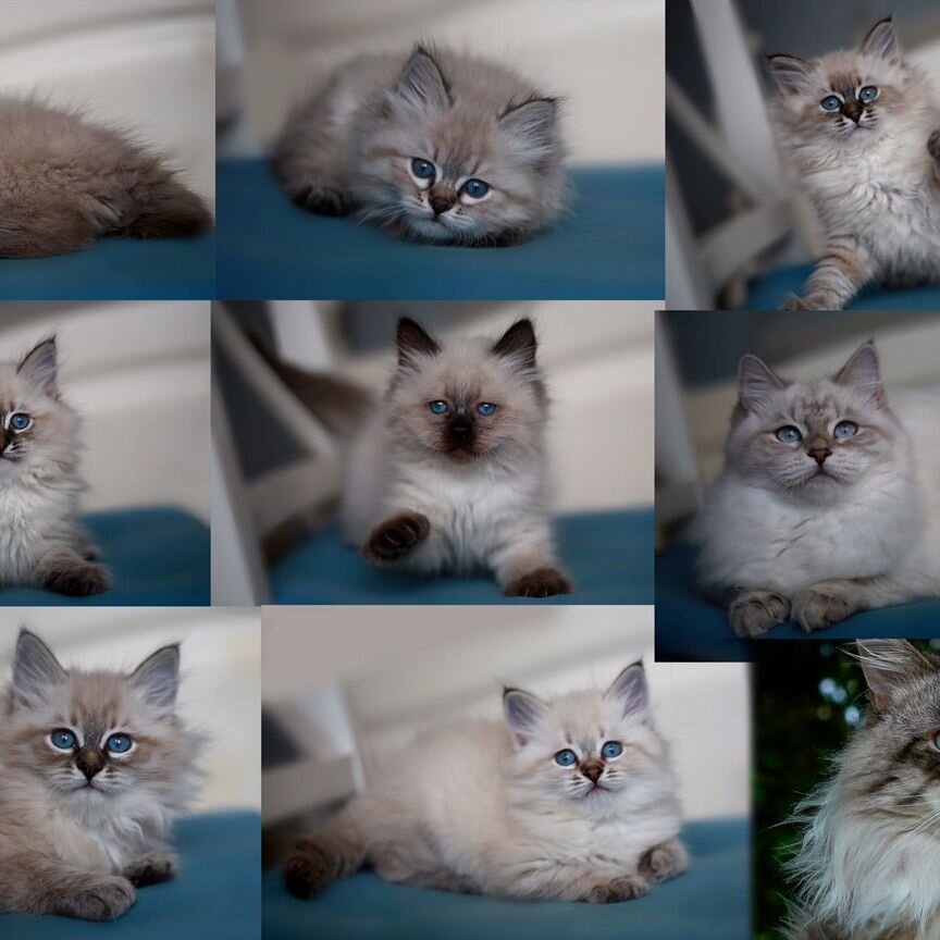 Невские маскарадные котята
