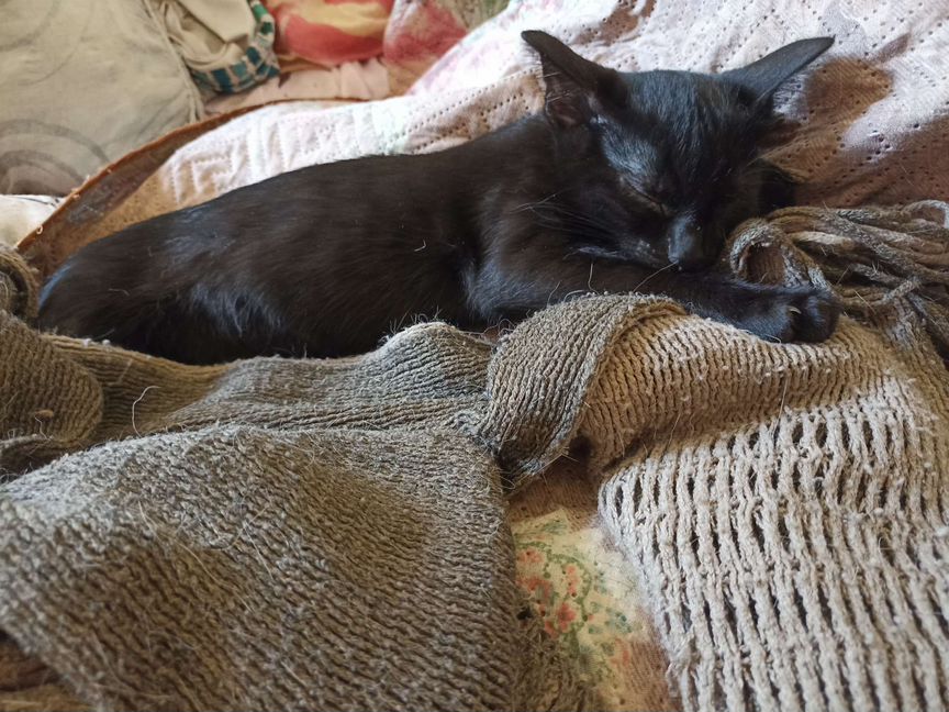 Котики бесплатно