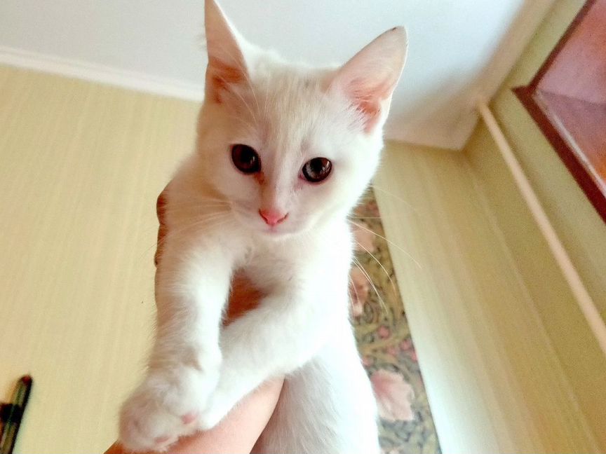 Котята в добрые руки даром