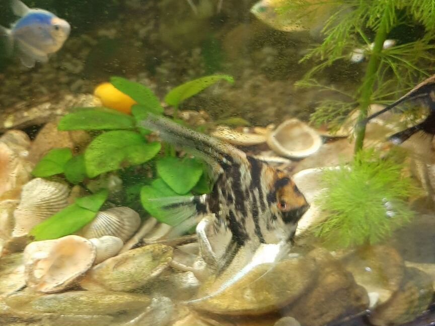 Отдам скалярий