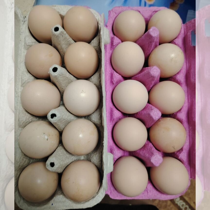 Инкубационное яйцо, Кучинская