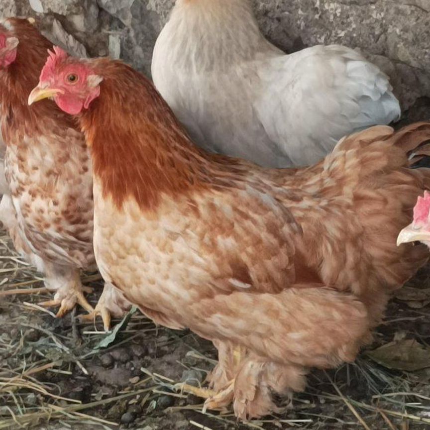 Продам кур несушек