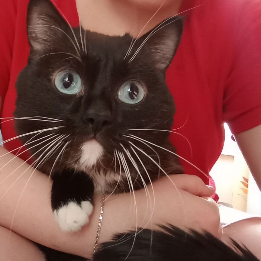 Бомбейский, взрослый кот