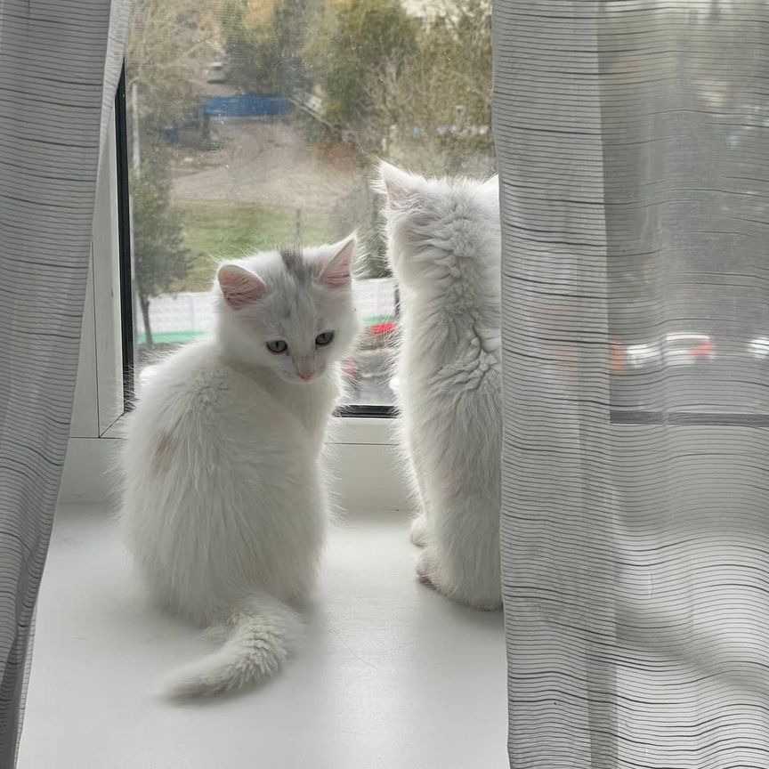 Котики в добрые руки