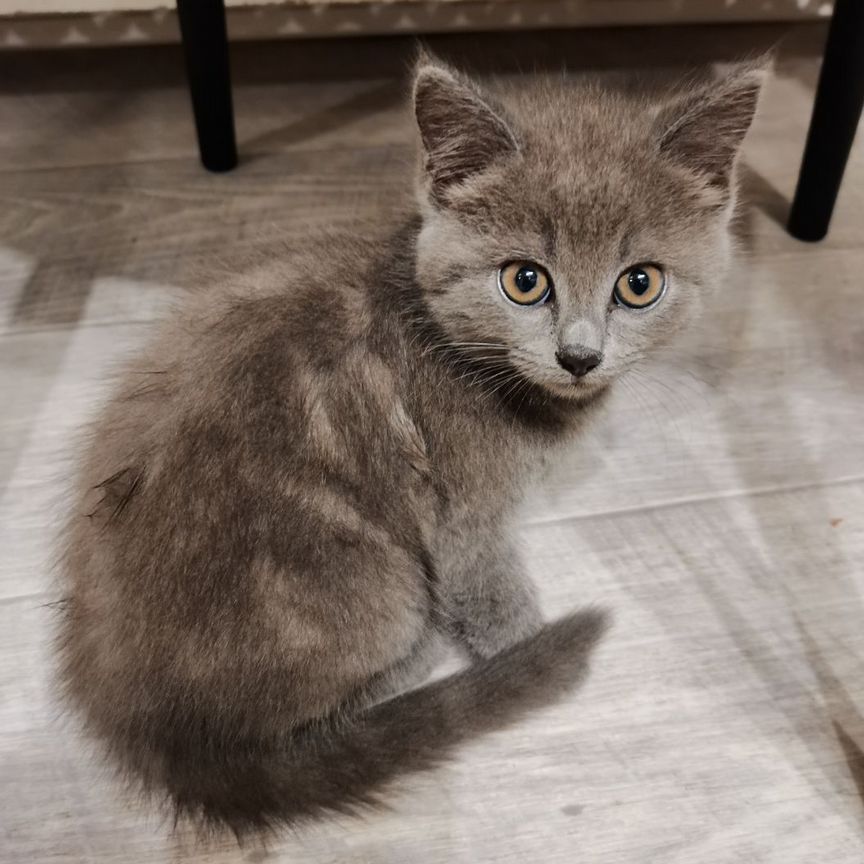Отдам котенка
