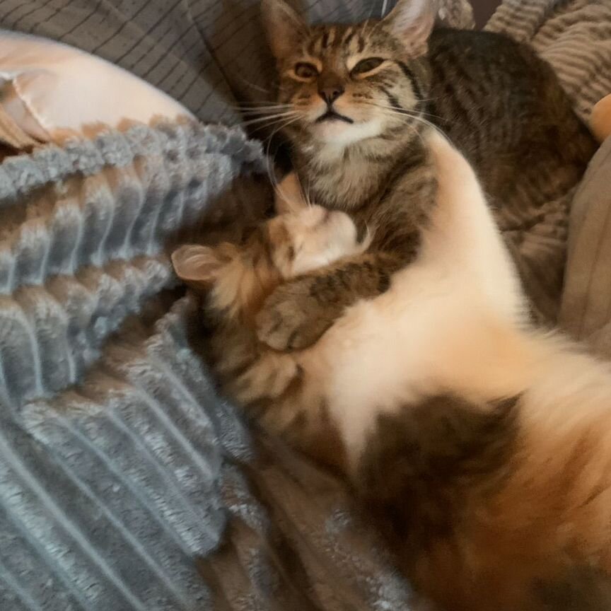 Пристройство котят