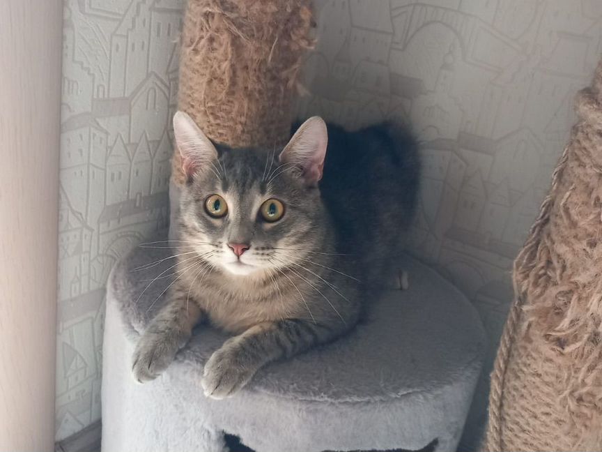 Кот Тимофей в добрые руки